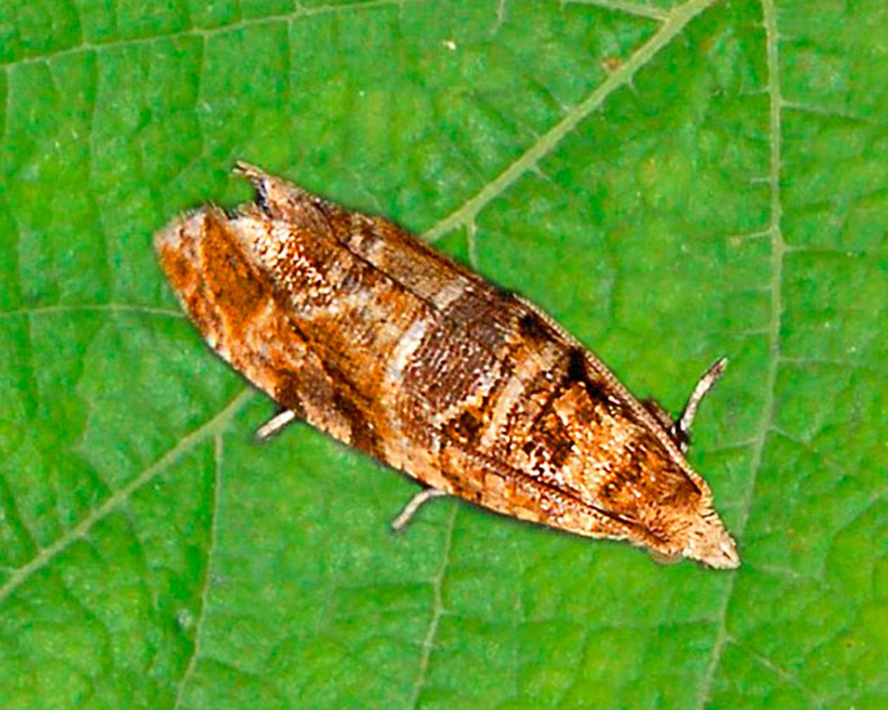 scoutlabs | Easy & Affordable AI powered remote insect monitoring