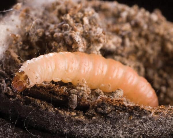 scoutlabs | Easy & Affordable AI powered remote insect monitoring